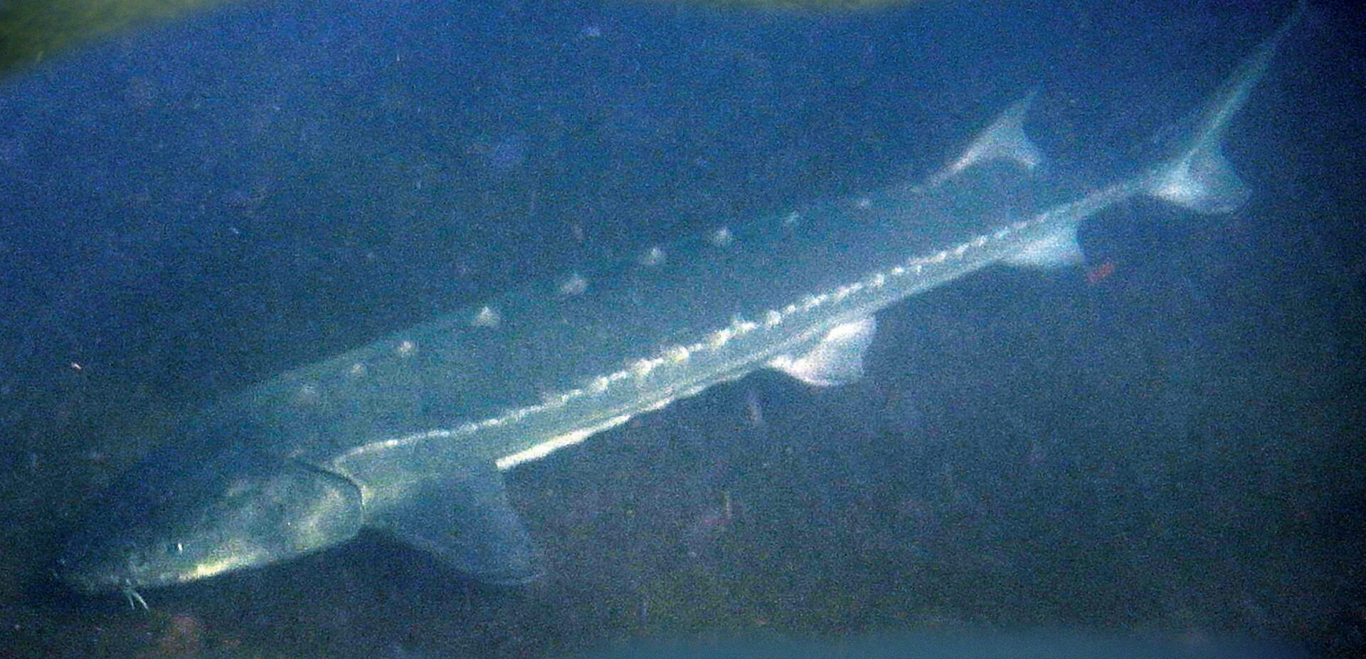 Spring-run salmon largely absent, sturgeon stopped at Daguerre Dam • SYRCL