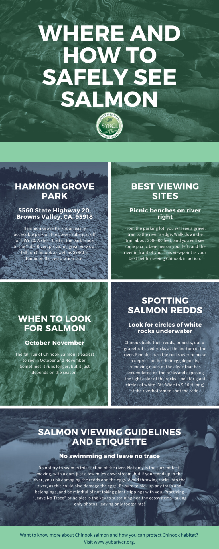 Where & How to Safely See Salmon • SYRCL